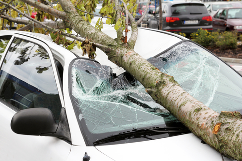 Removing a Tree from an Auto: PAP or HO Policy? - IA Magazine